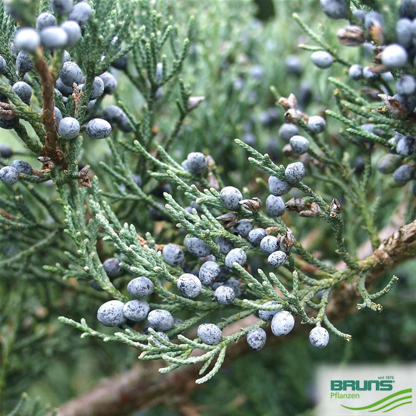 Juniperus virginiana 'Glauca', Virginischer Blau-Wacholder von Bruns ...