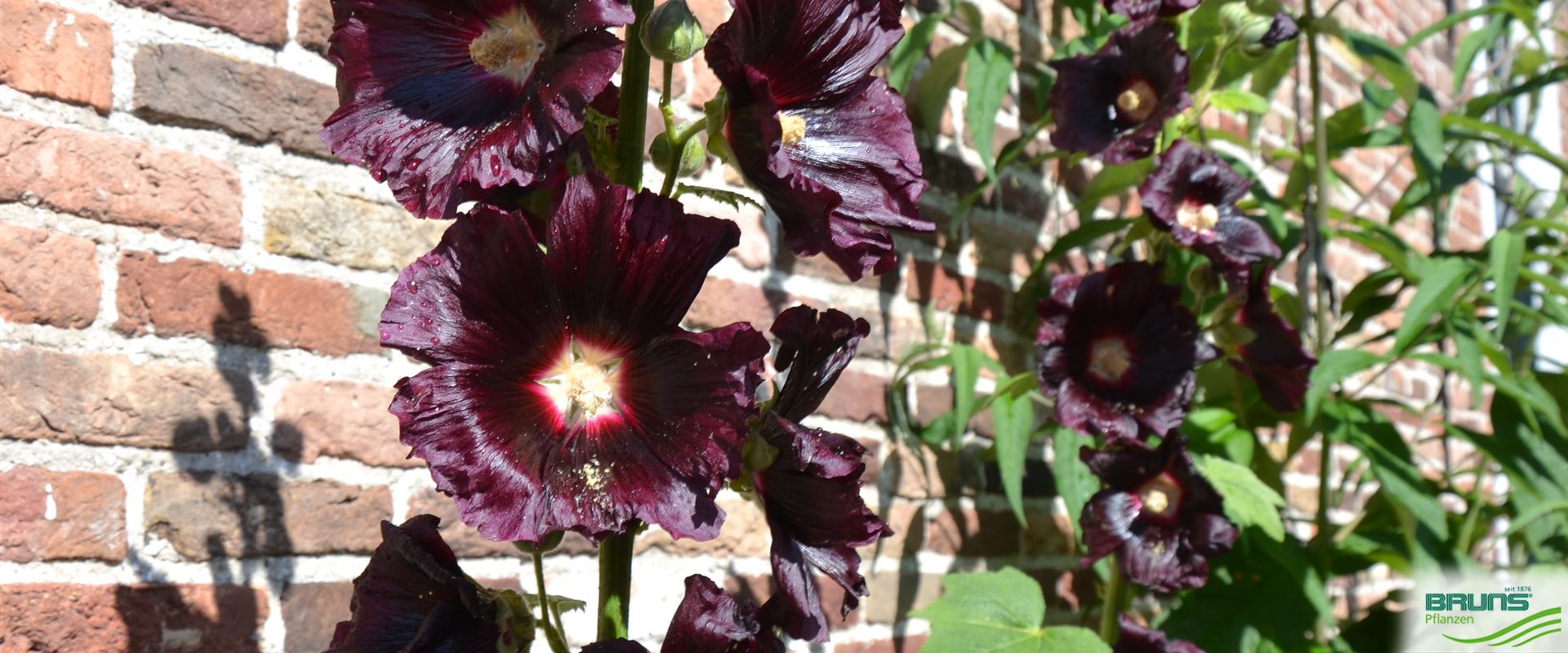 Alcea rosea 'Nigra', Stockrose 'Nigra' von Bruns Pflanzen