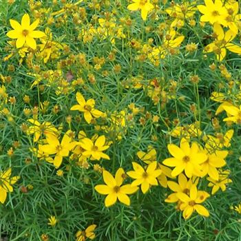 Coreopsis verticillata 'Grandiflora' von Bruns Pflanzen