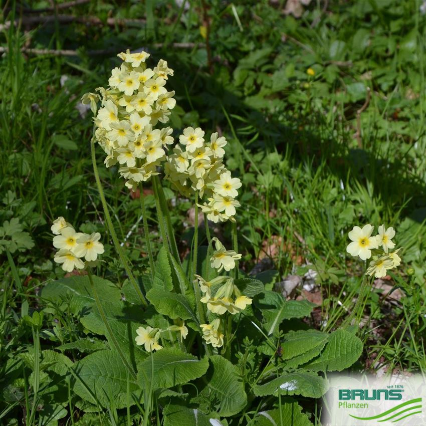 Primula veris, Cowslip von Bruns Pflanzen