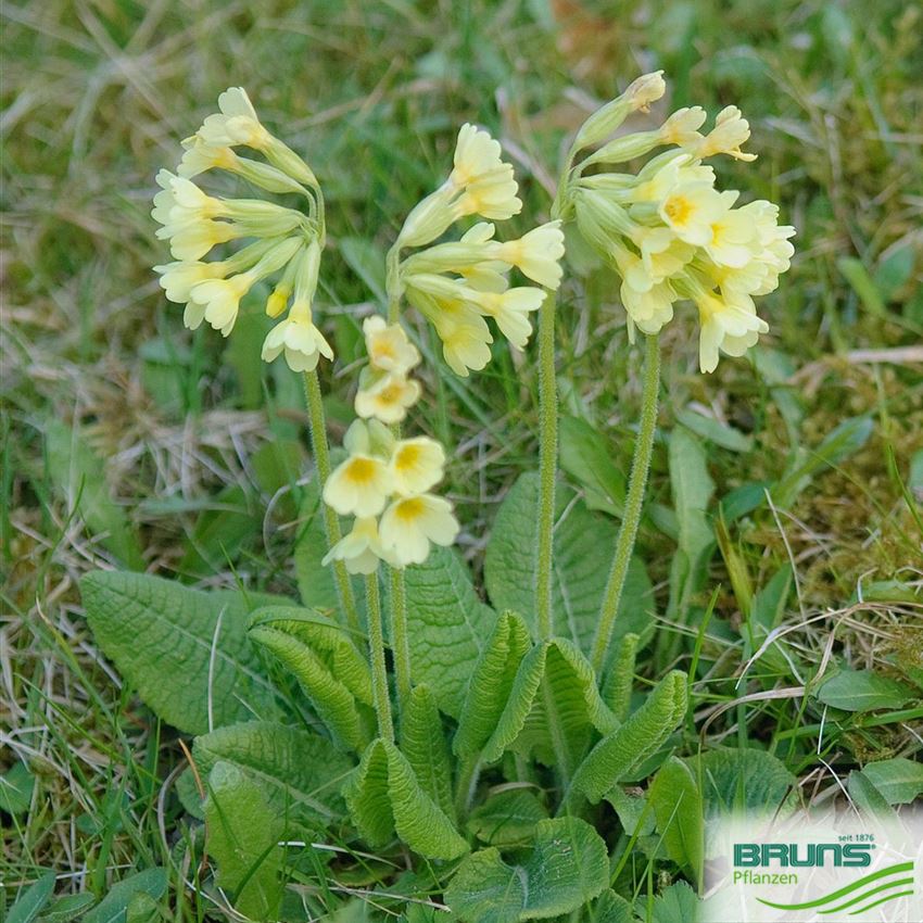Primula veris, Cowslip von Bruns Pflanzen