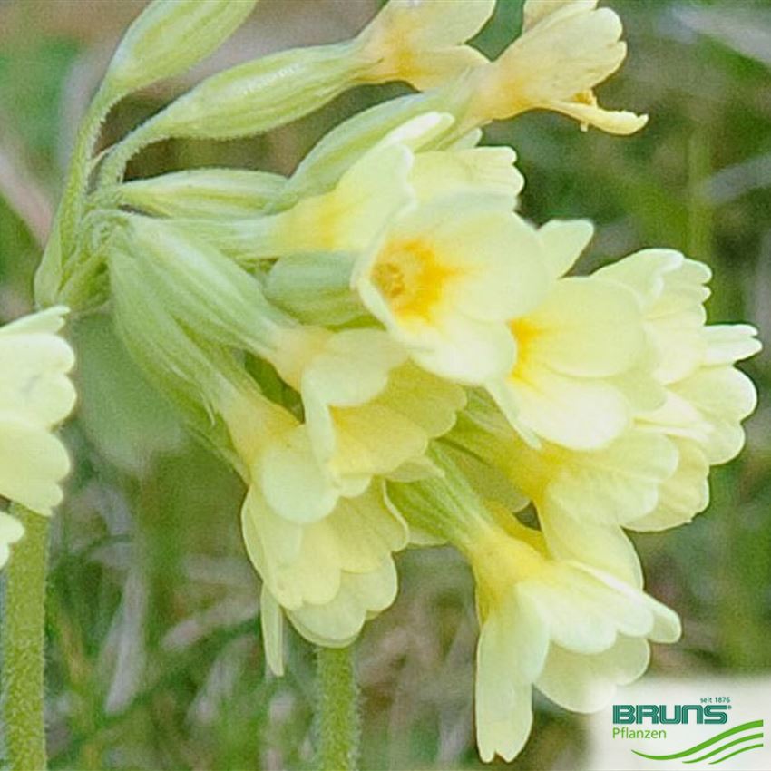 Primula veris, Cowslip von Bruns Pflanzen