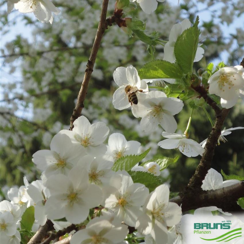 Prunus 'Umineko' von Bruns Pflanzen