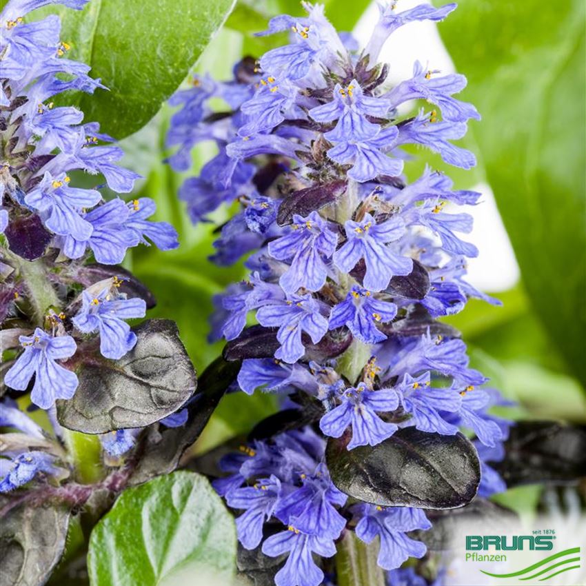 Ajuga reptans von Bruns Pflanzen