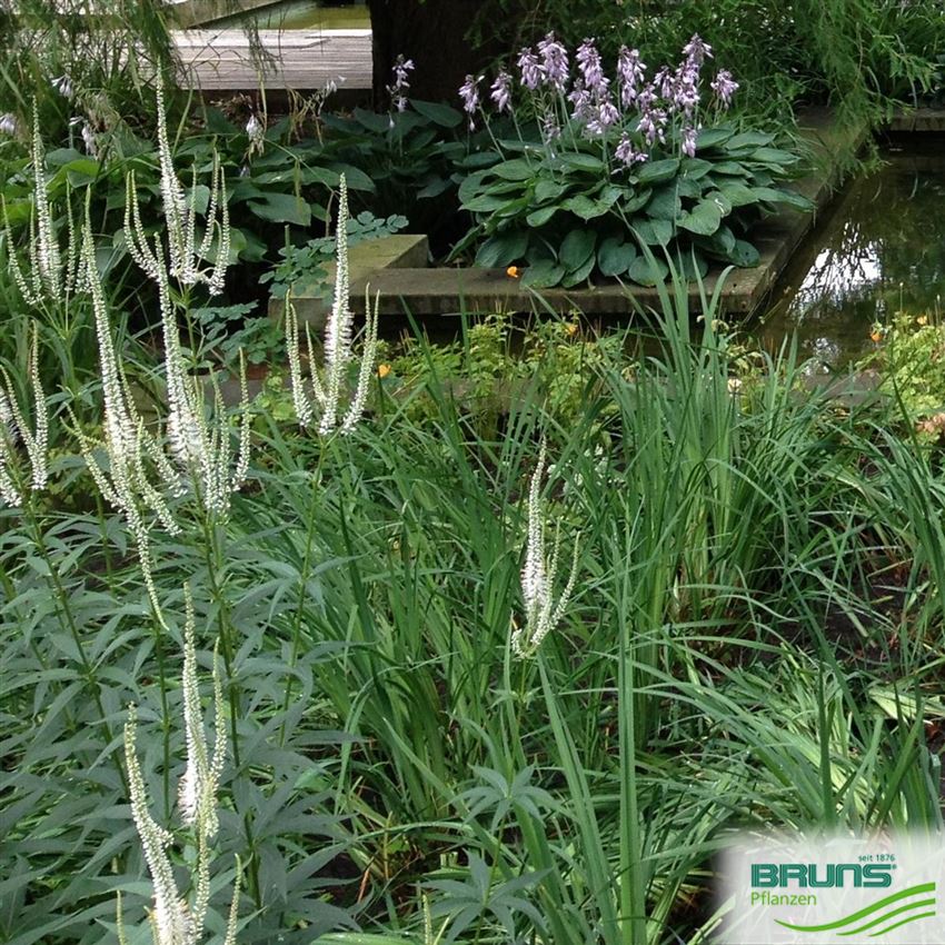 Veronicastrum Virginicum Alba