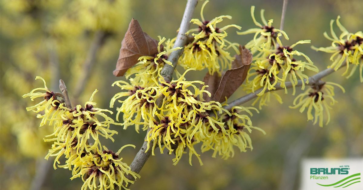 Hamamelis intermedia 'Primavera' von Bruns Pflanzen