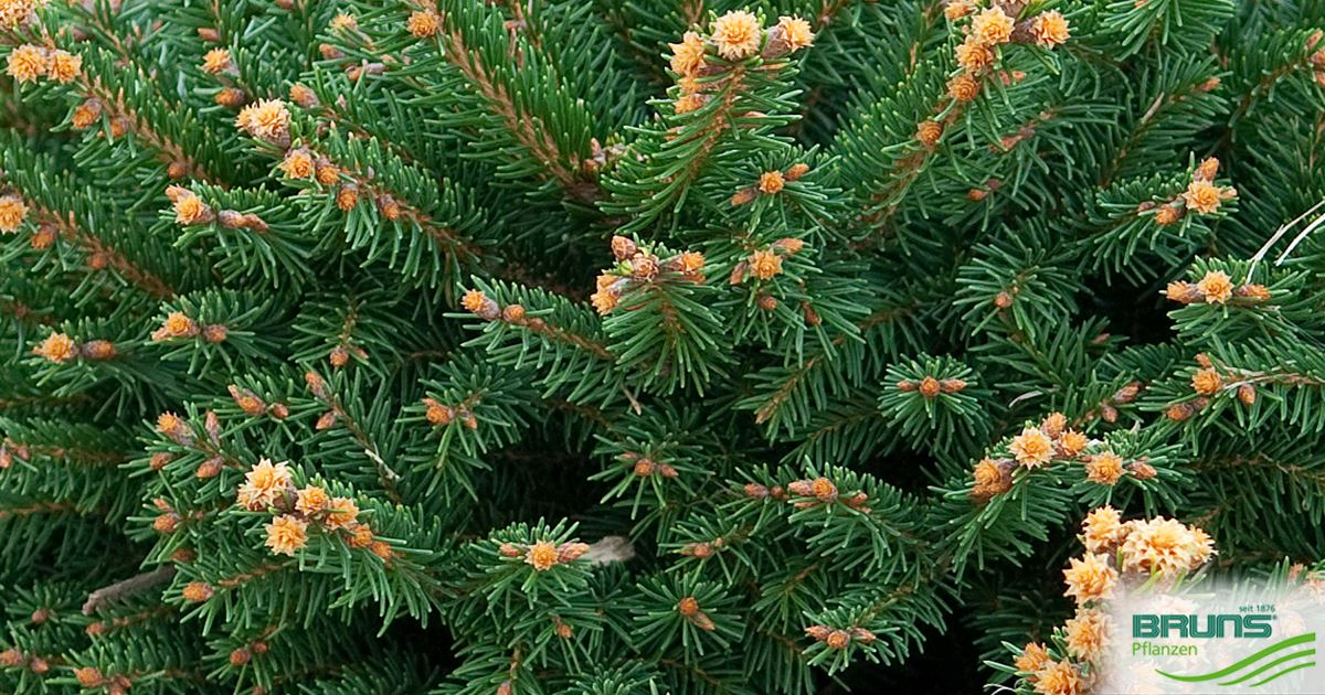 Picea abies 'Pygmaea' von Bruns Pflanzen