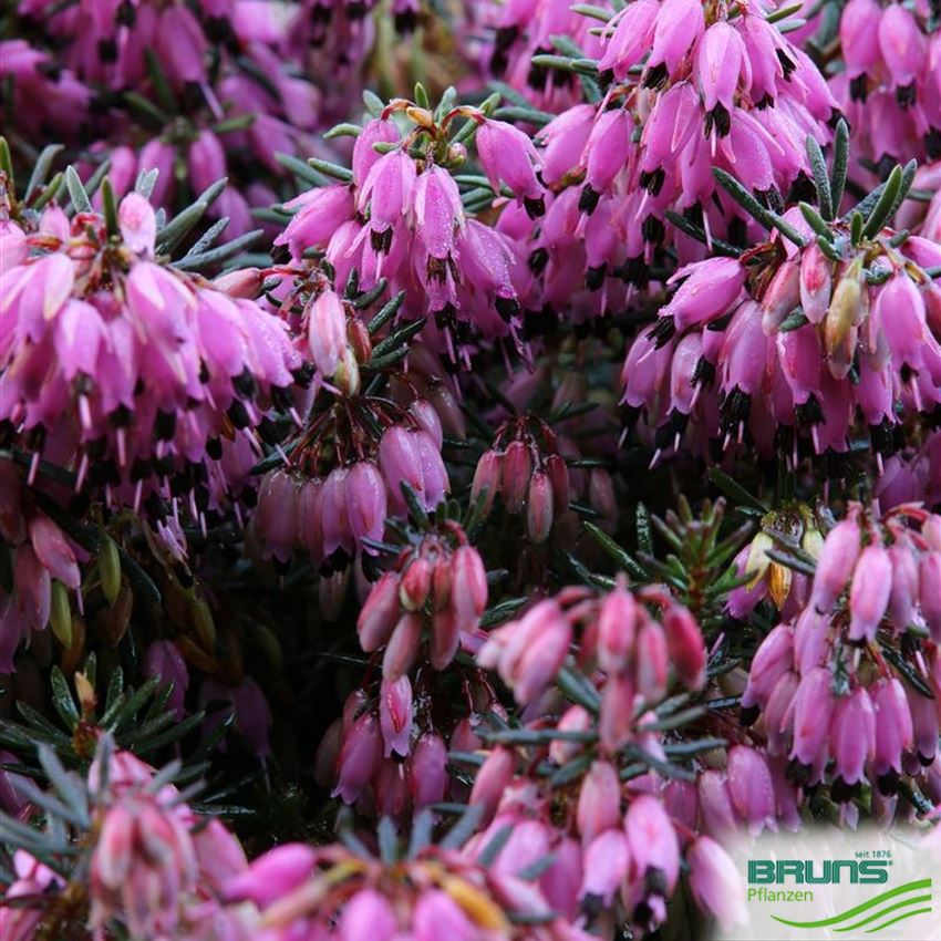 Erica Carnea Blutezeit