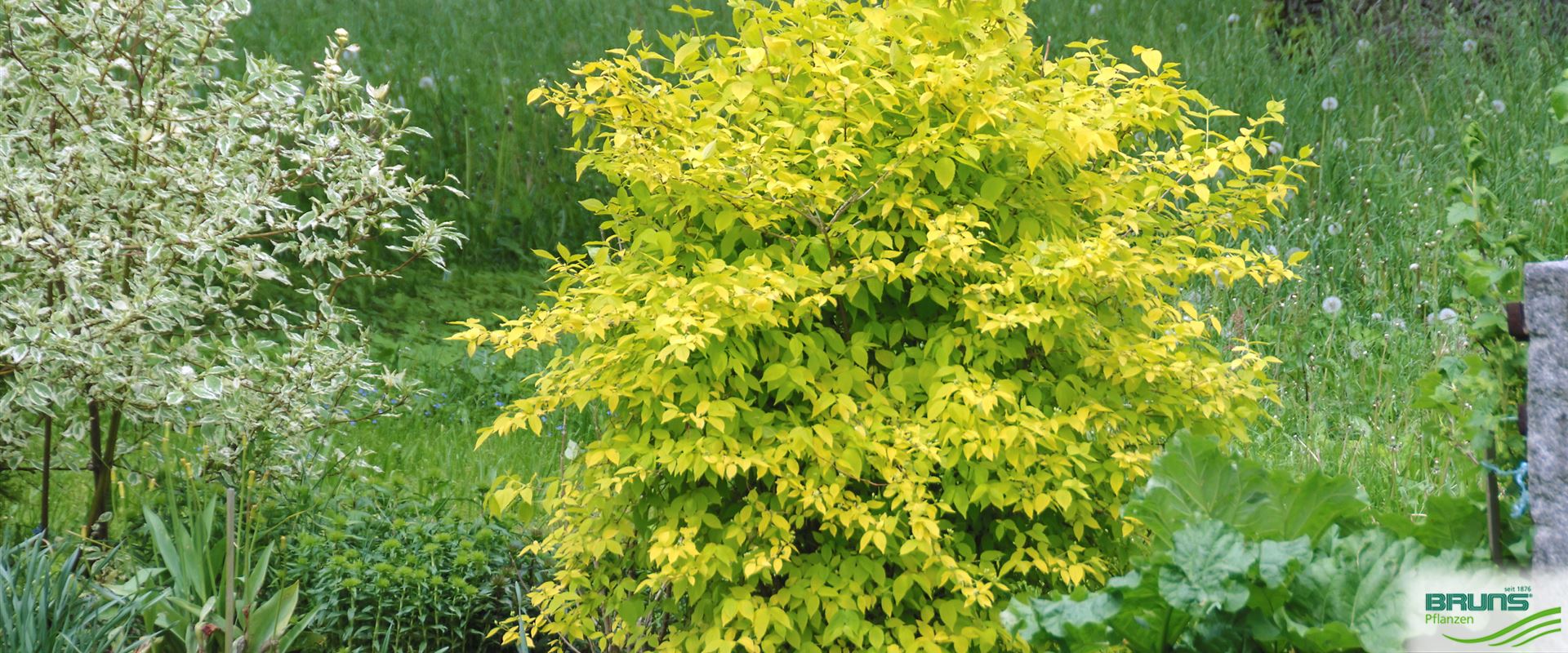 Philadelphus coronarius 'Aureus' von Bruns Pflanzen