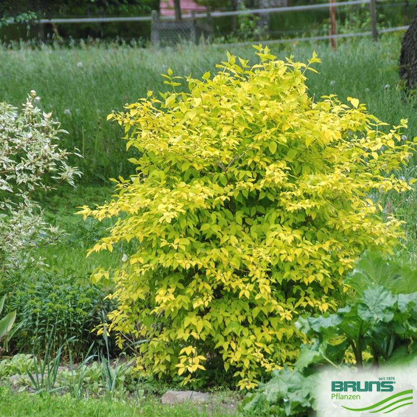 Philadelphus coronarius 'Aureus' von Bruns Pflanzen