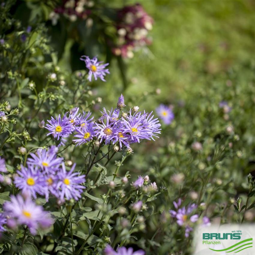 Aster amellus 'Rudolf Goethe' von Bruns Pflanzen