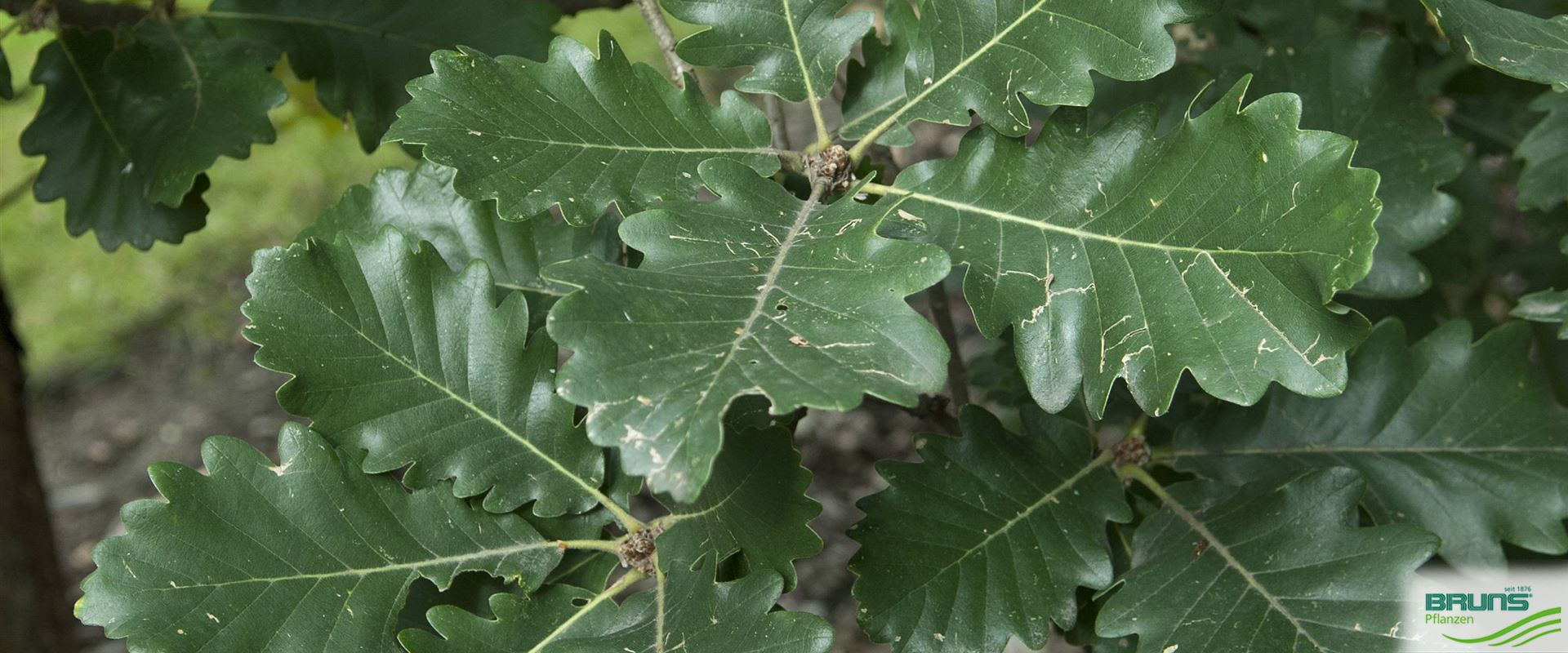 Quercus macranthera, Persische Eiche von Bruns Pflanzen
