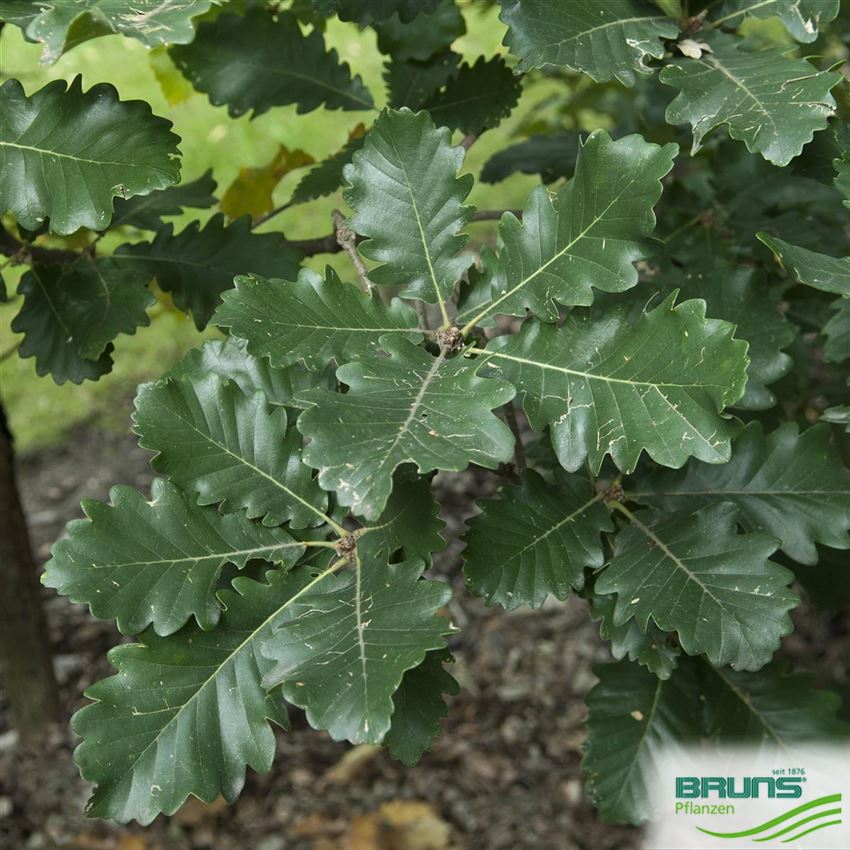 Quercus macranthera, Persische Eiche von Bruns Pflanzen