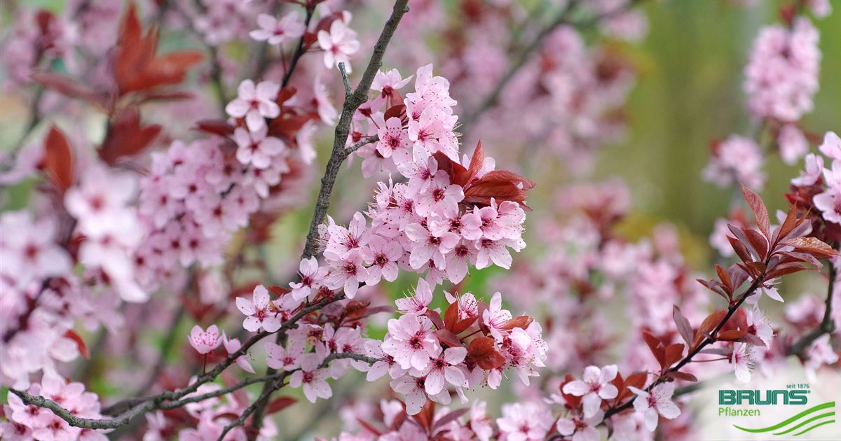 Prunus cerasifera 'Nigra', prunier Myrobolan pourpre von Bruns Pflanzen
