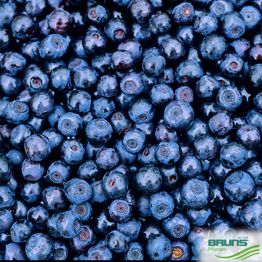 Vaccinium myrtillus, Blueberry, bilberry von Bruns Pflanzen