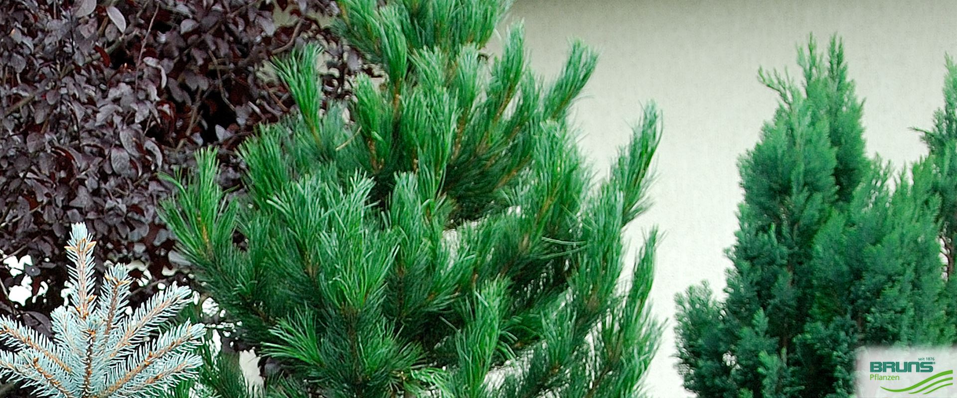 Pinus peuce, Macedonian pine von Bruns Pflanzen