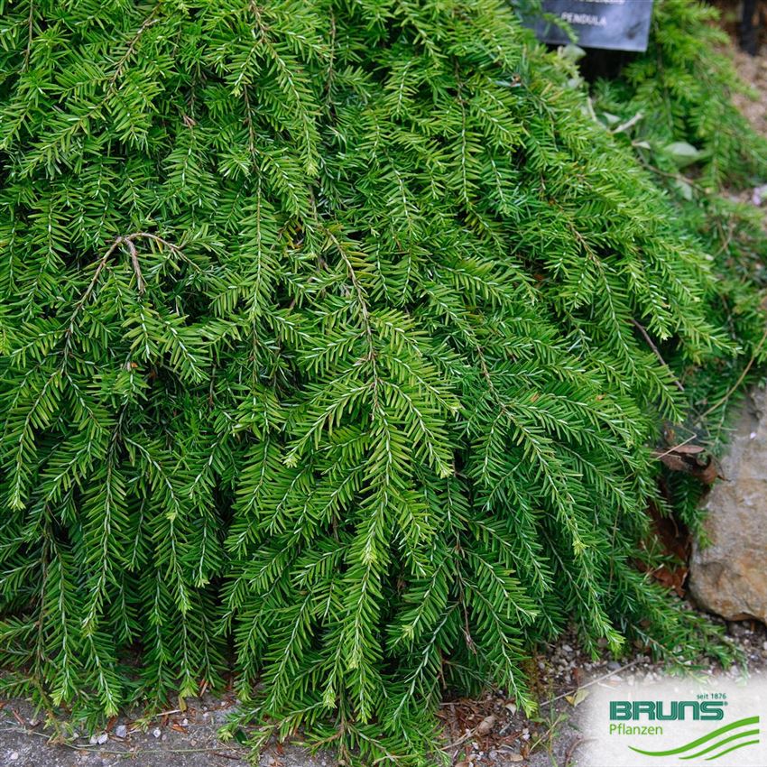 Tsuga canadensis 'Pendula', Hänge-Hemlocktanne von Bruns Pflanzen