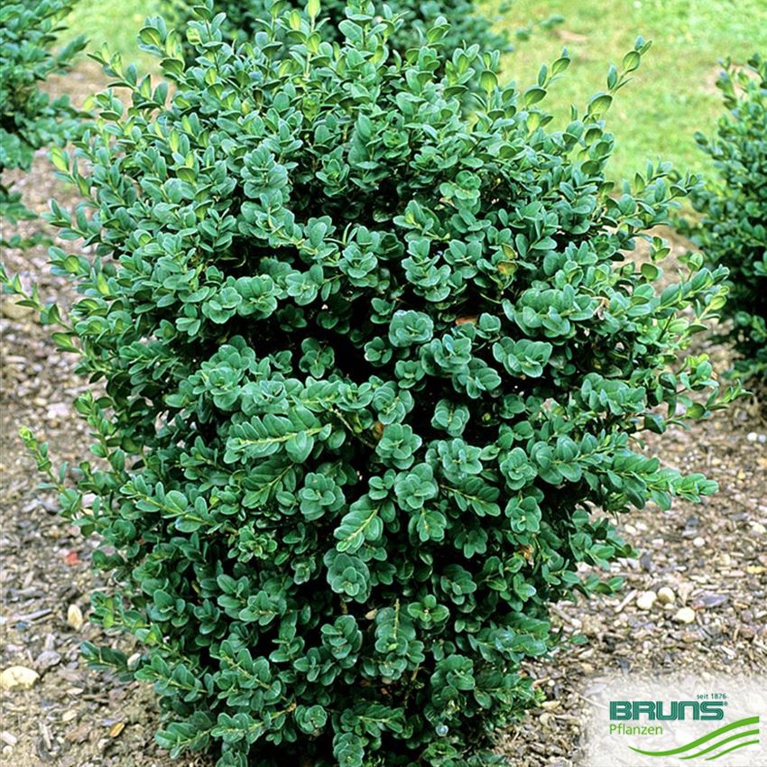 Buxus sempervirens 'Rotundifolia' von Bruns Pflanzen