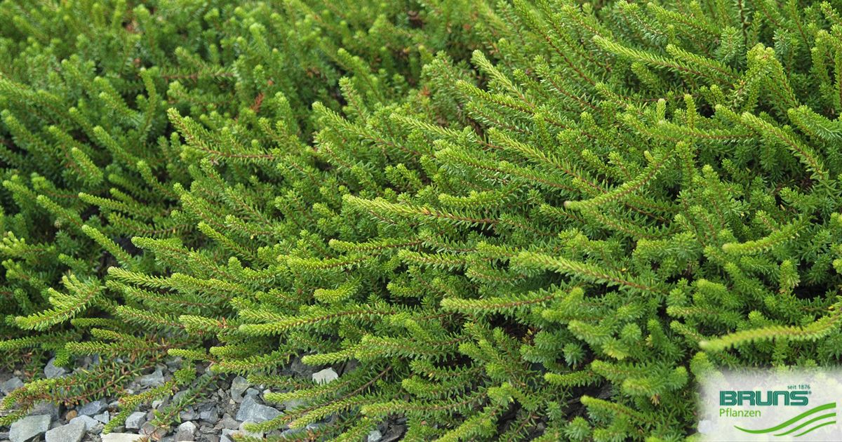 Empetrum nigrum, Crowberry von Bruns Pflanzen