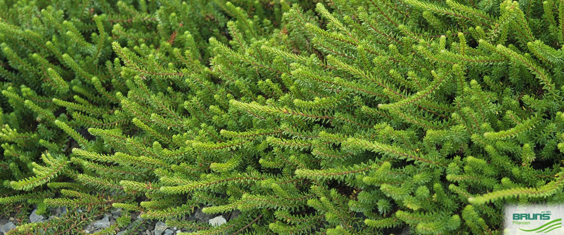 Empetrum nigrum, Crowberry von Bruns Pflanzen