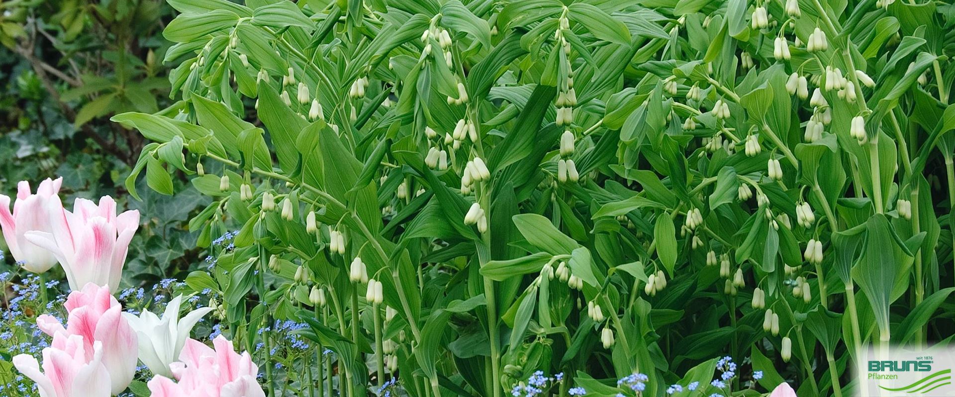 Polygonatum multiflorum, native Solomon's Seal von Bruns Pflanzen