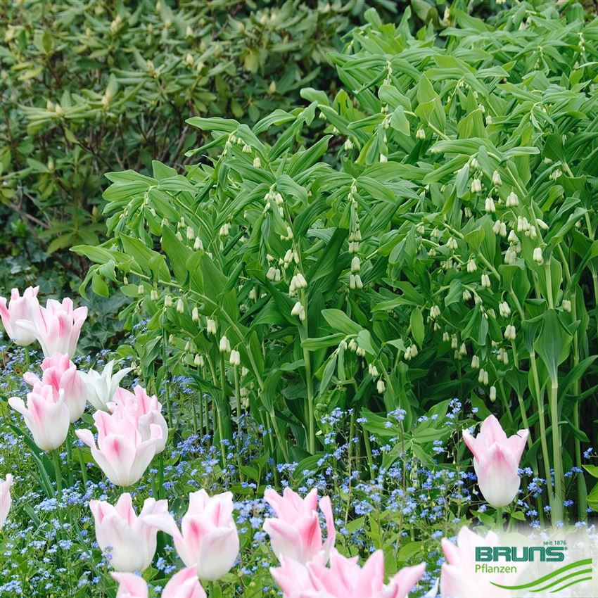 Polygonatum multiflorum, native Solomon's Seal von Bruns Pflanzen