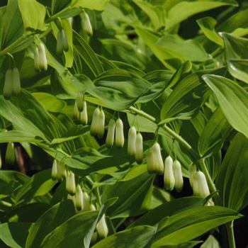 Polygonatum multiflorum, native Solomon's Seal von Bruns Pflanzen