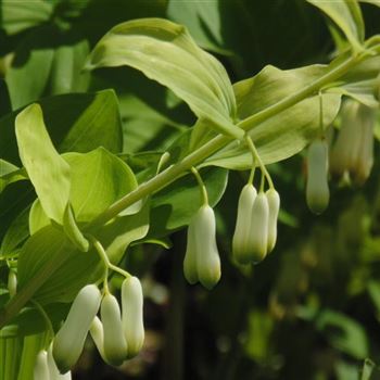Polygonatum multiflorum, native Solomon's Seal von Bruns Pflanzen