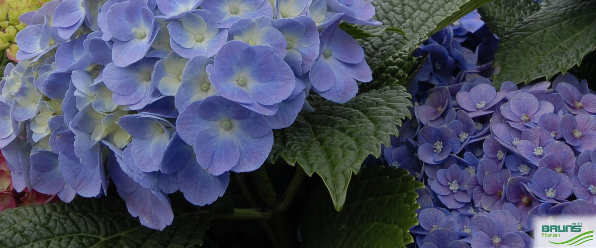 Hydrangea macrophylla 'Forever & Ever (R) Blue' von Bruns Pflanzen
