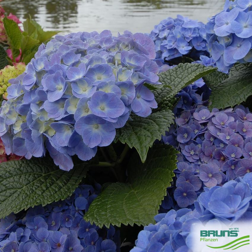Hydrangea macrophylla 'Forever & Ever (R) Blue' von Bruns Pflanzen