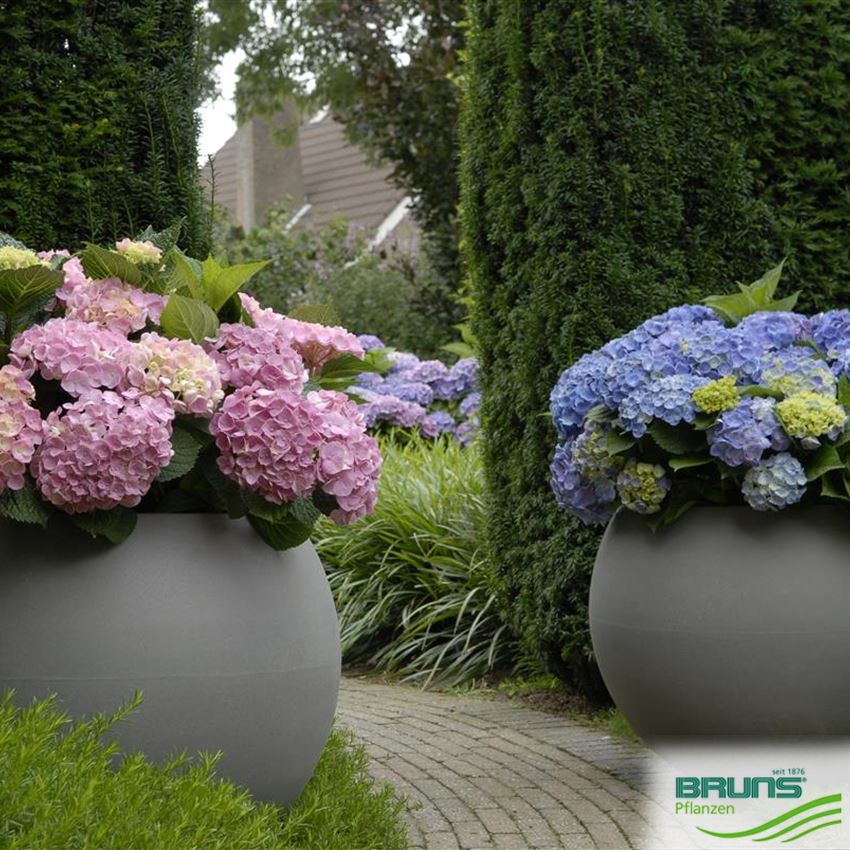 Hydrangea macrophylla 'Forever & Ever (R) Blue' von Bruns Pflanzen