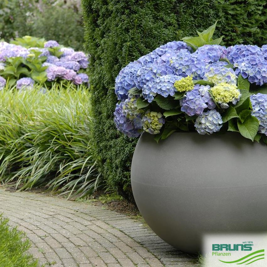 Hydrangea macrophylla 'Forever & Ever (R) Blue' von Bruns Pflanzen
