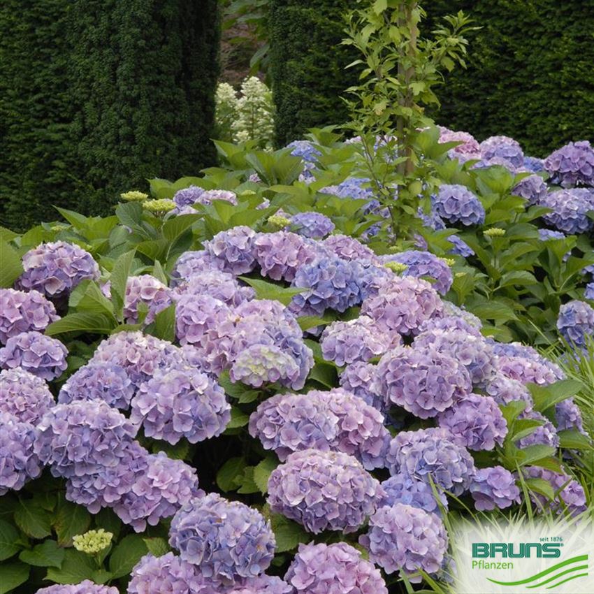 Hydrangea macrophylla 'Forever & Ever (R) Blue' von Bruns Pflanzen