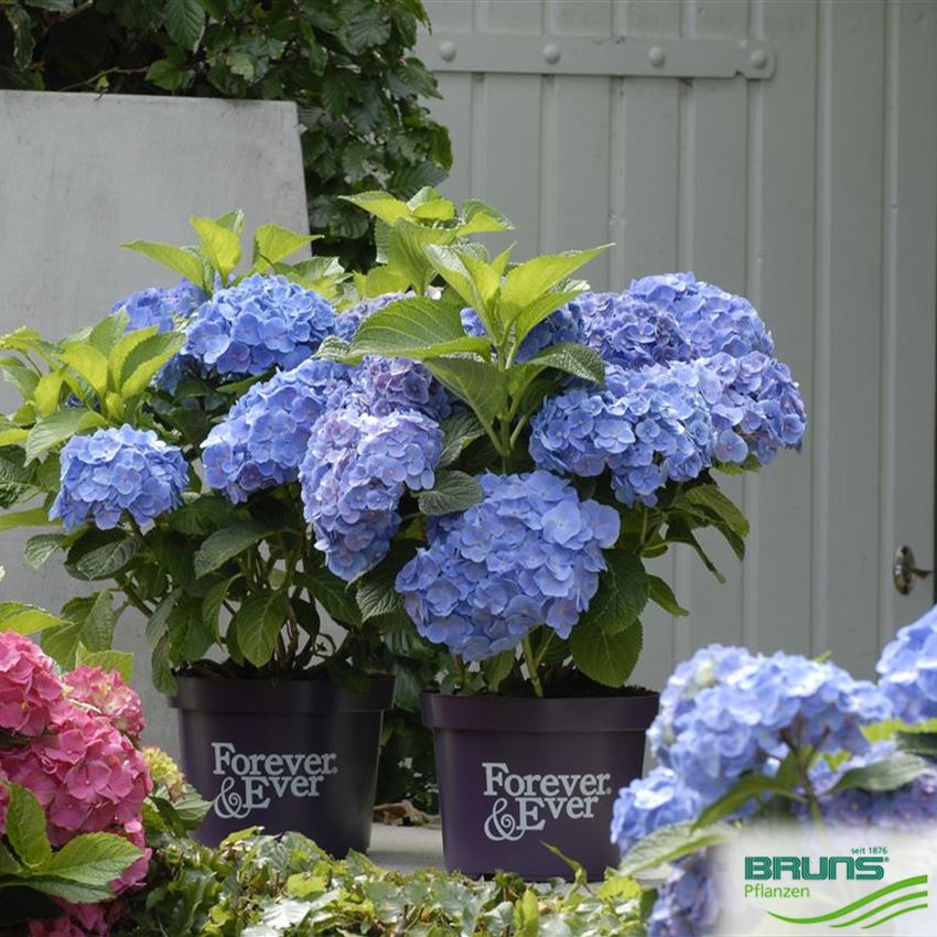 Hydrangea macrophylla 'Forever & Ever (R) Blue' von Bruns Pflanzen