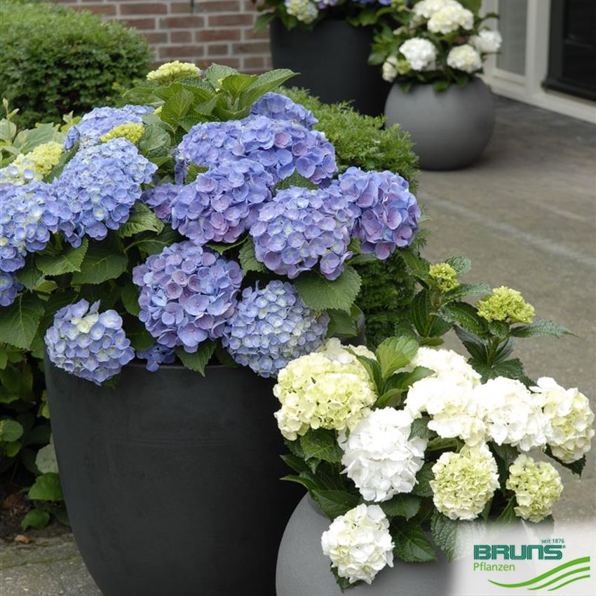 Hydrangea macrophylla 'Forever & Ever (R) Blue' von Bruns Pflanzen