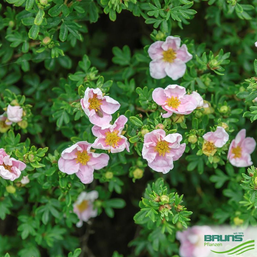 Potentilla fruticosa 'Princess' (R) von Bruns Pflanzen