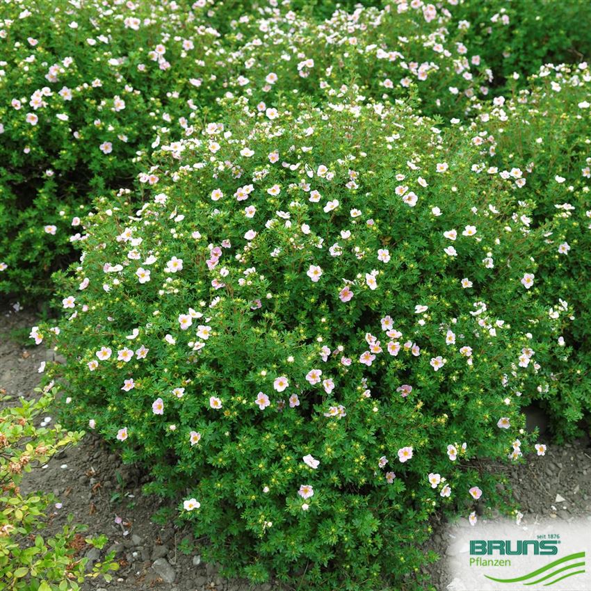 Potentilla fruticosa 'Princess' (R) von Bruns Pflanzen