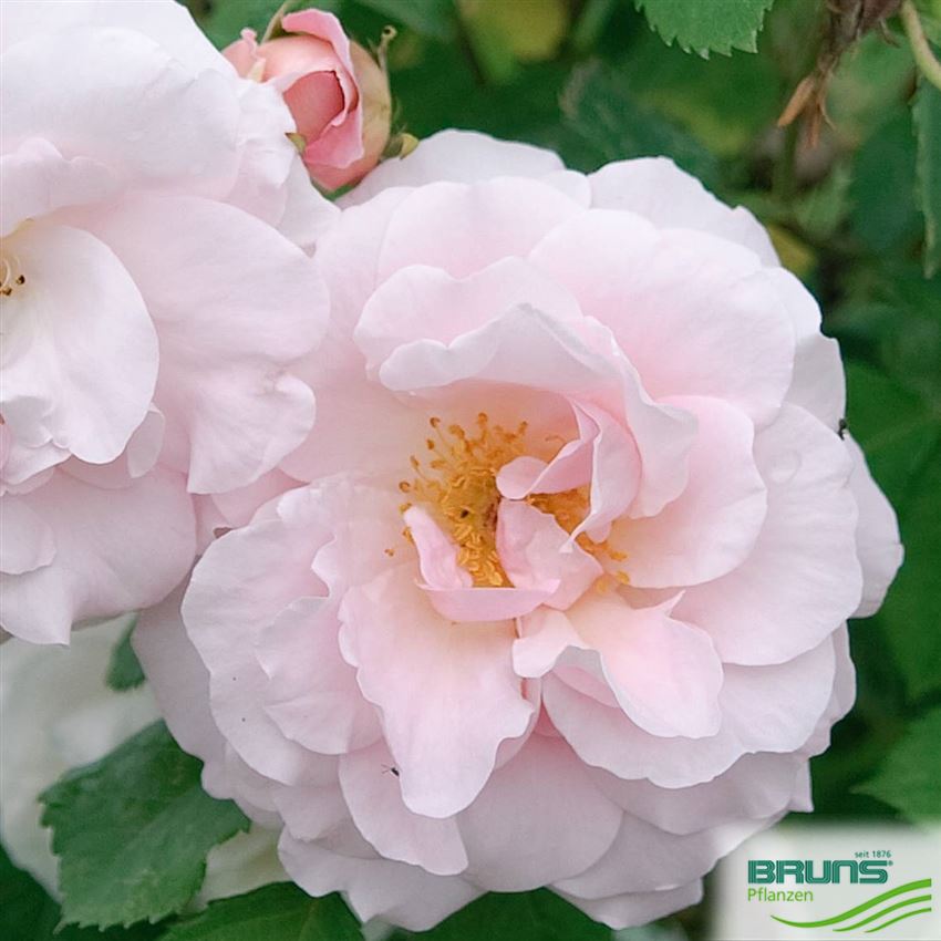Strauchrose 'Fritz Nobis' (R) von Bruns Pflanzen