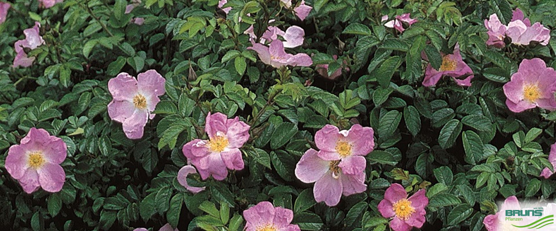 Strauchrose 'Max Graf' von Bruns Pflanzen