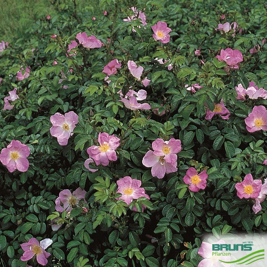 Strauchrose 'Max Graf' von Bruns Pflanzen