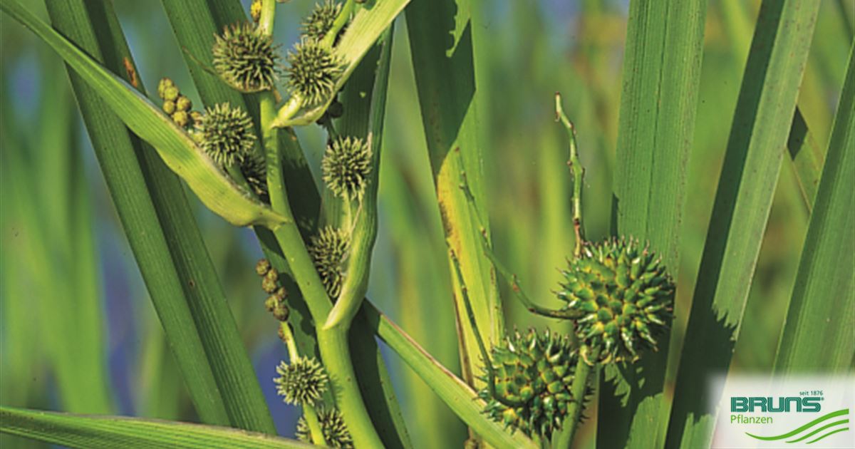 Sparganium erectum von Bruns Pflanzen