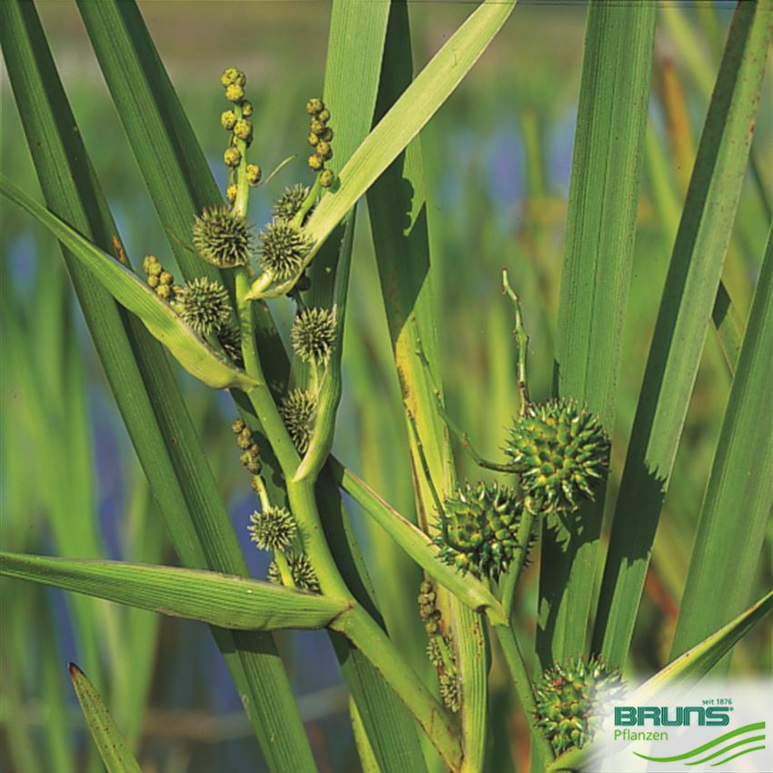 Sparganium erectum von Bruns Pflanzen