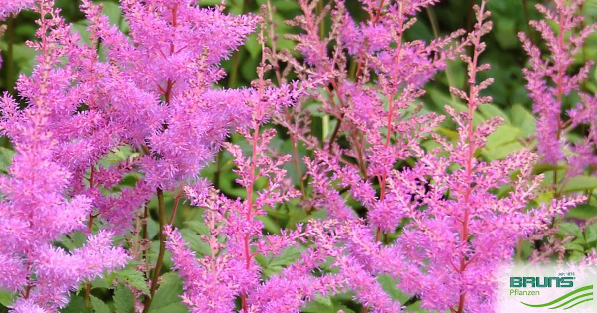 Astilbe arendsii 'Amethyst' von Bruns Pflanzen