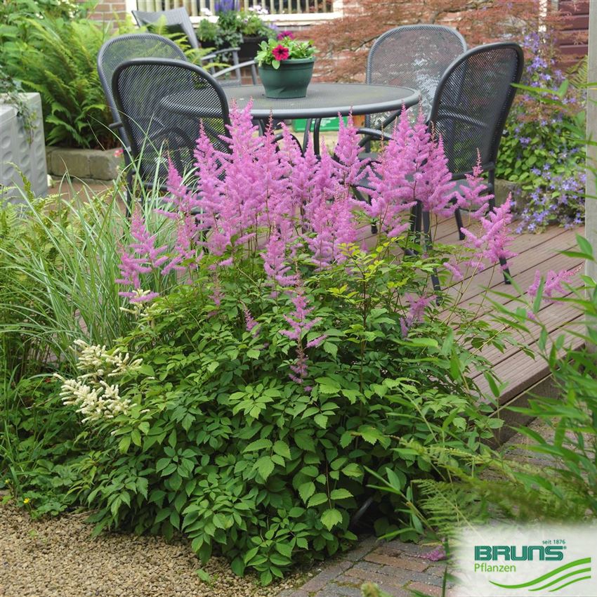 Astilbe arendsii 'Amethyst' von Bruns Pflanzen