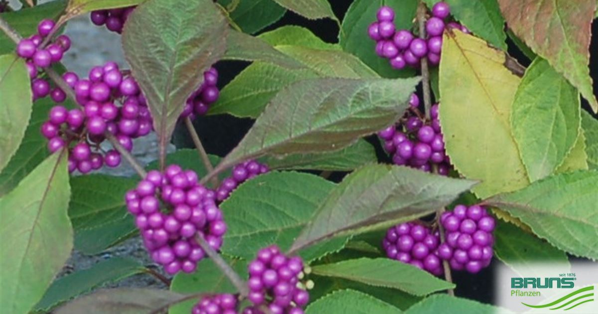Callicarpa bodinieri 'Profusion' von Bruns Pflanzen