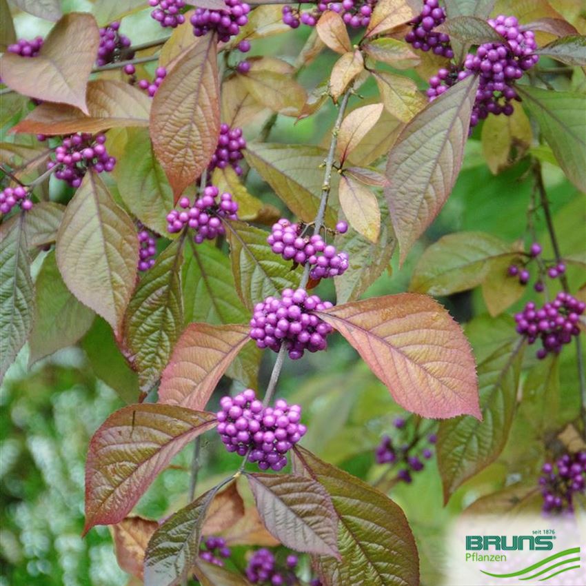 Callicarpa bodinieri 'Profusion' von Bruns Pflanzen