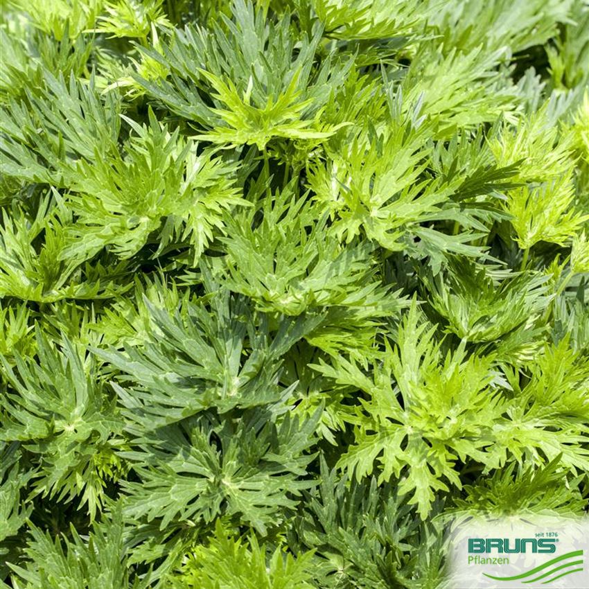 Aconitum napellus, monkshood von Bruns Pflanzen