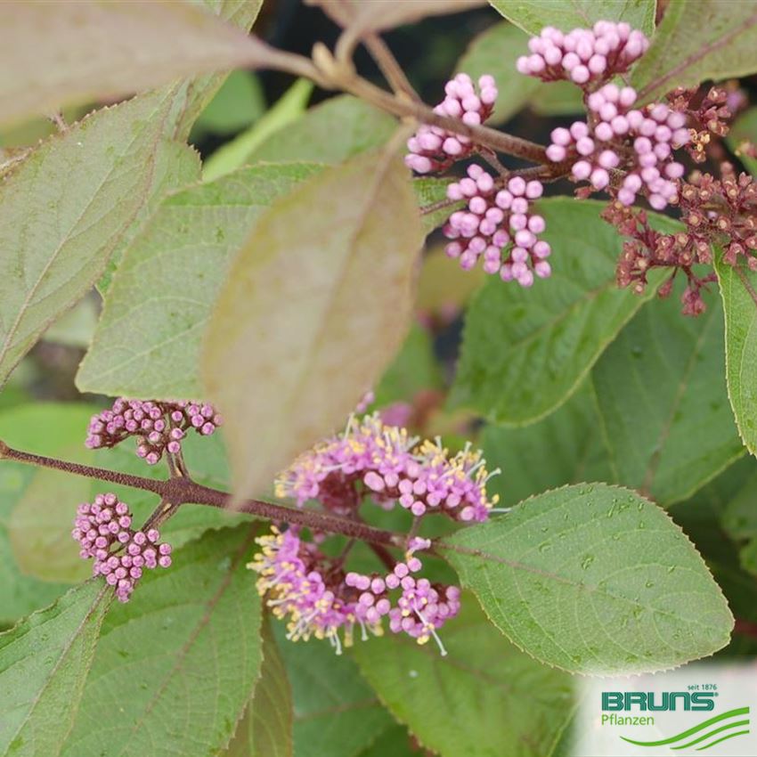 Callicarpa bodinieri 'Profusion' von Bruns Pflanzen
