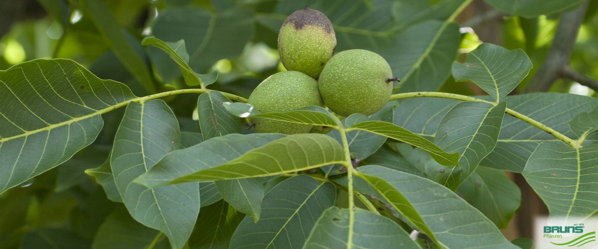 Juglans regia, Wal- oder Welschnuss von Bruns Pflanzen
