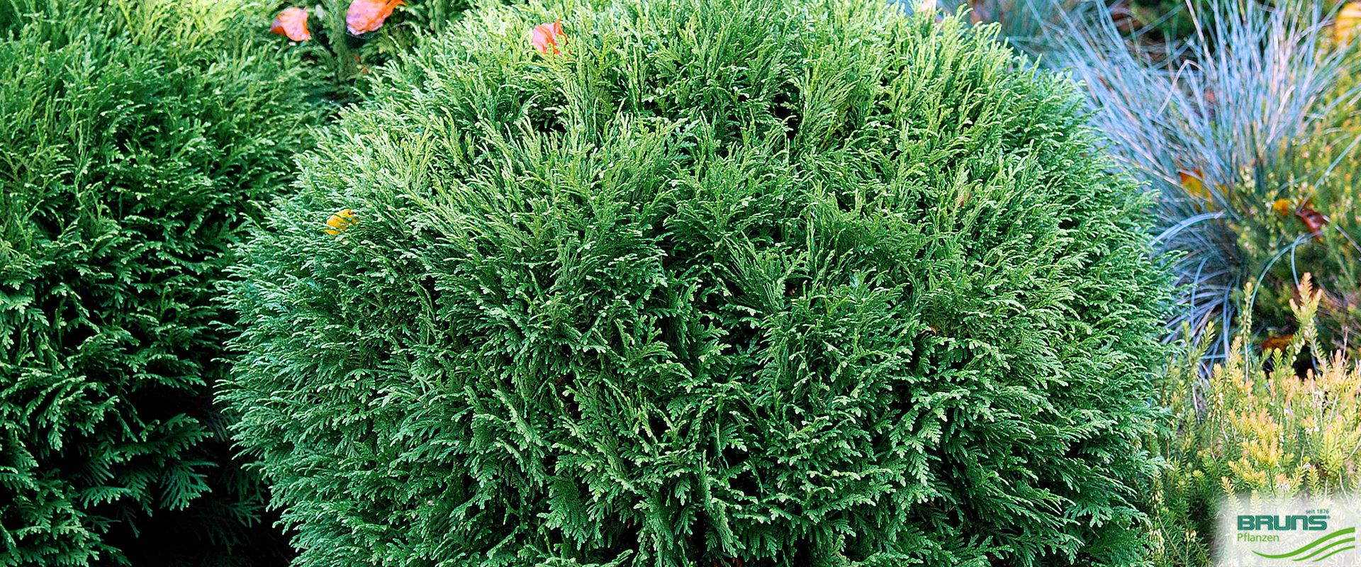 Thuja occidentalis 'Tiny Tim' von Bruns Pflanzen